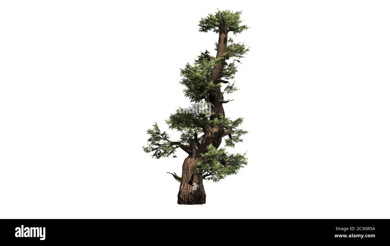 Botanical Illustration Juniper High Resolution Stock Photography and ...