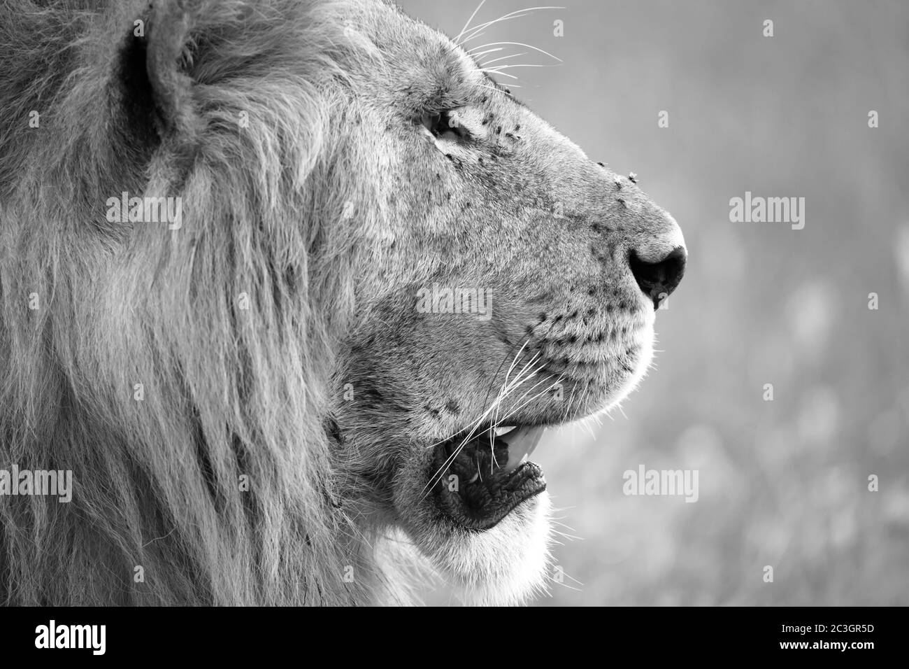 The close-up of the face of a lion in the savannah of Kenya Stock Photo ...