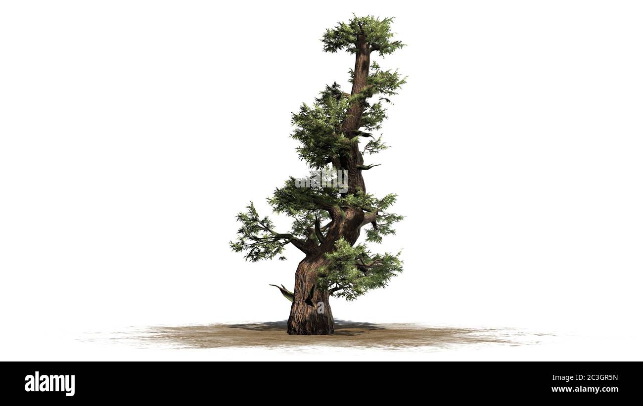 Botanical Illustration Juniper High Resolution Stock Photography and ...