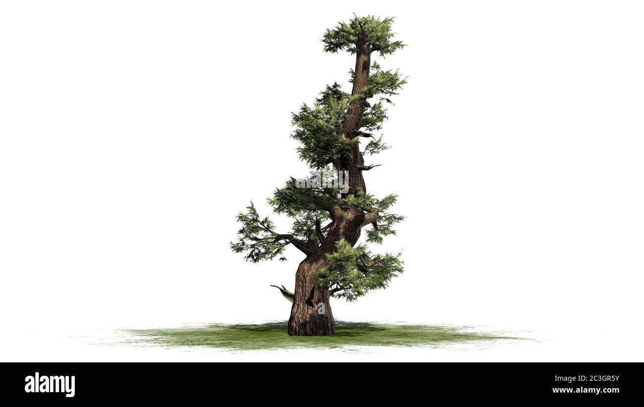 Western Juniper tree - isolated on a white background - 3D illustration ...