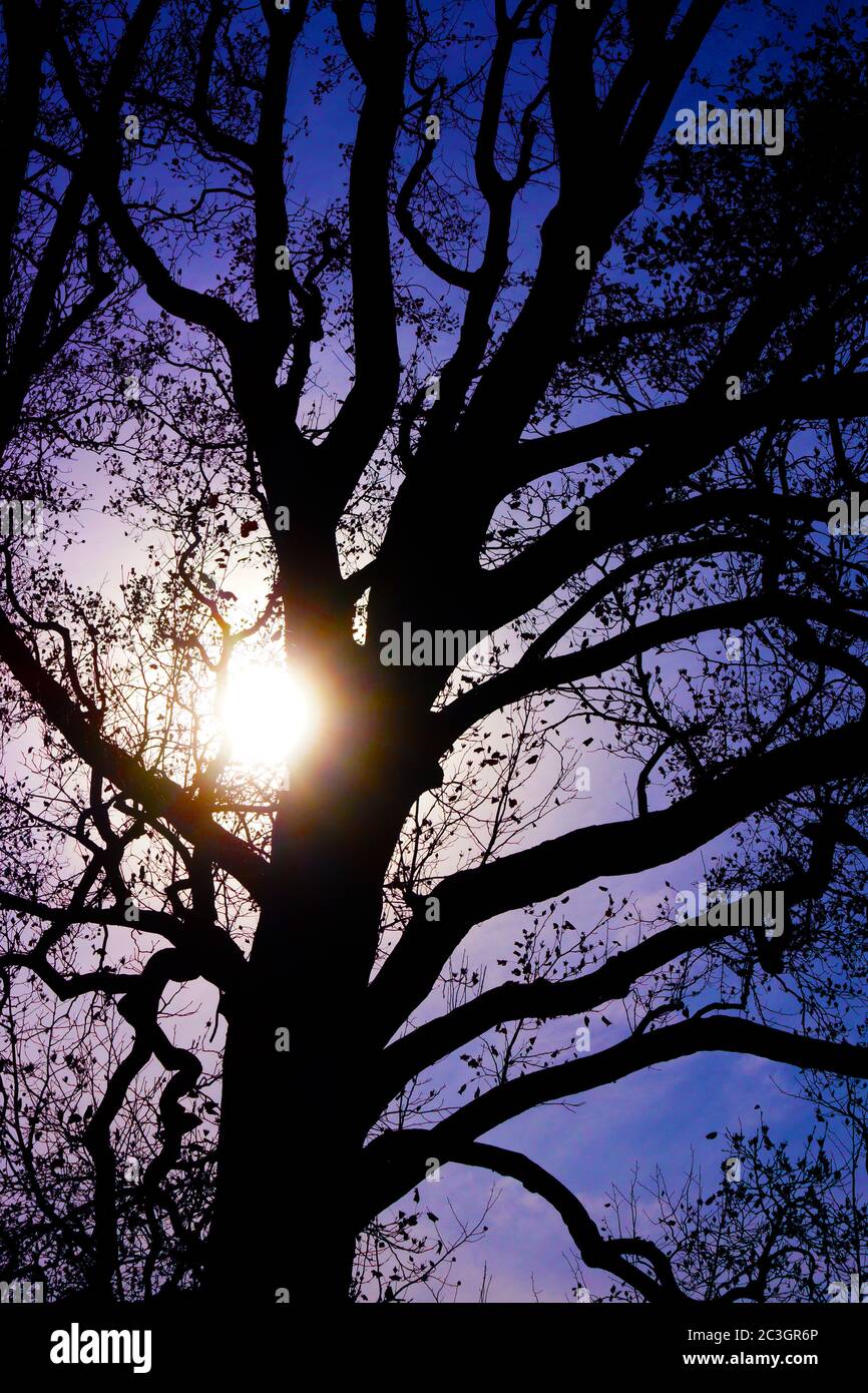 Horror black tree hi-res stock photography and images - Alamy