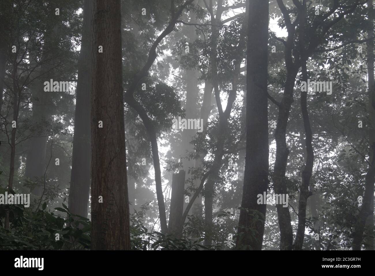 Forest mist is applied Stock Photo - Alamy