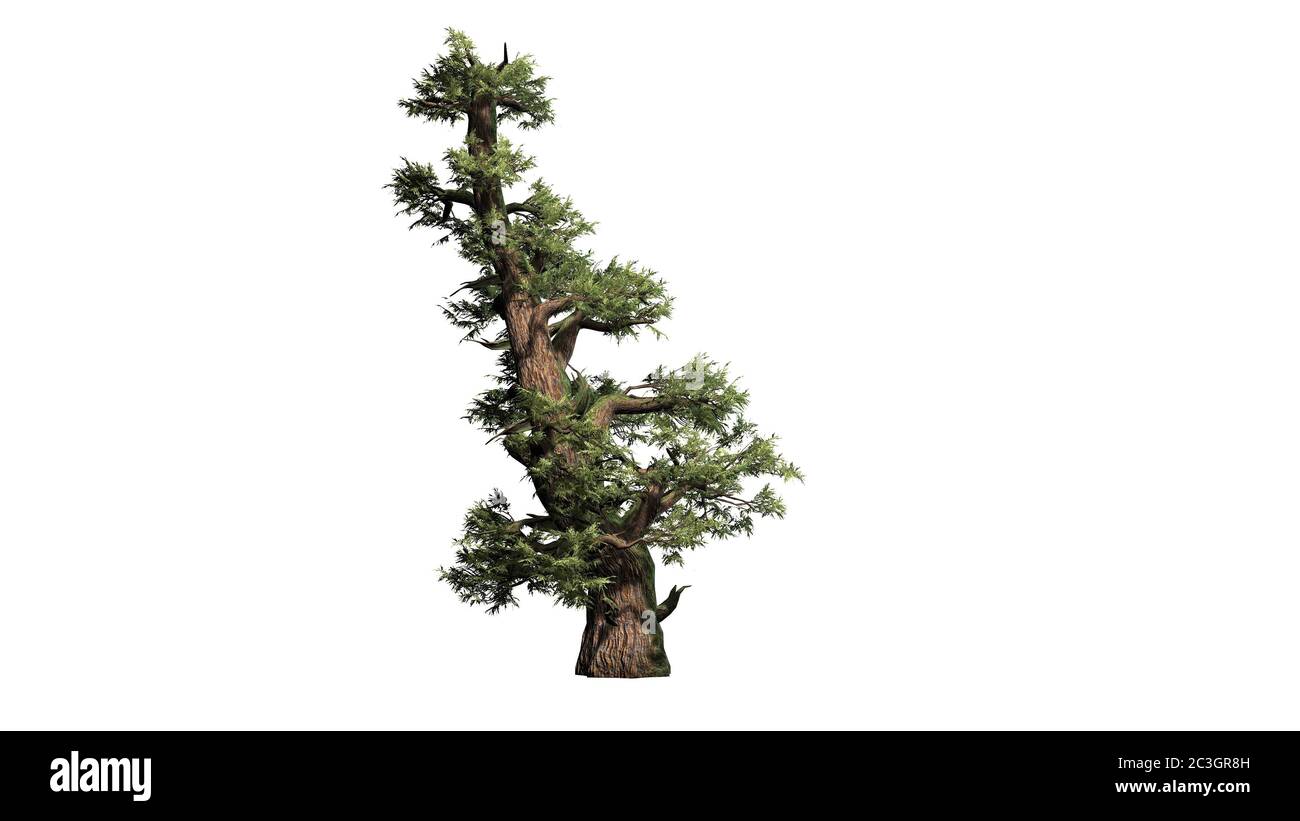 Western Juniper tree - isolated on a white background - 3D illustration ...