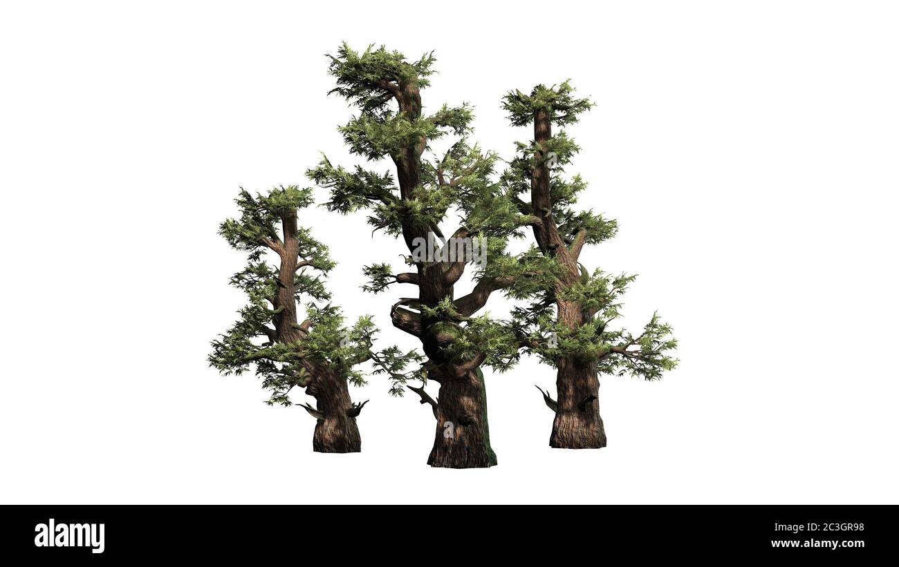 Botanical Illustration Juniper High Resolution Stock Photography and ...