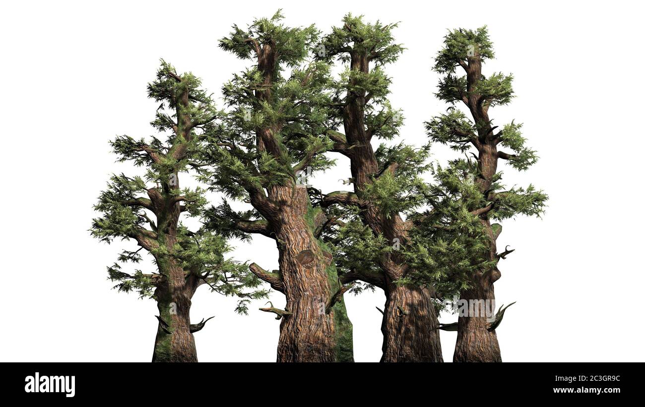 Western Juniper trees - isolated on a white background - 3D ...