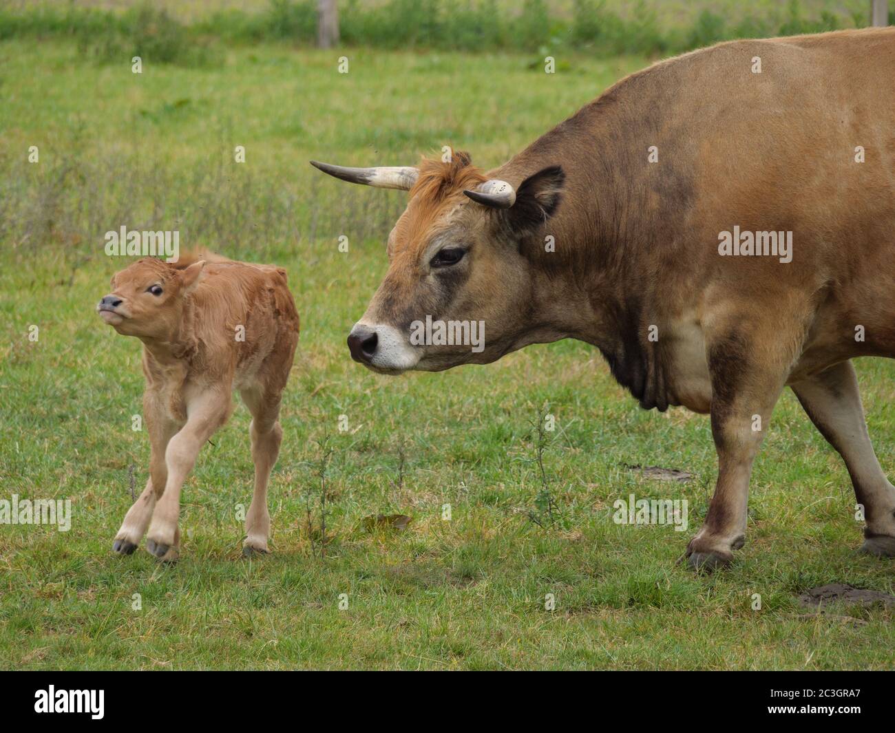 Many cows hi-res stock photography and images - Alamy
