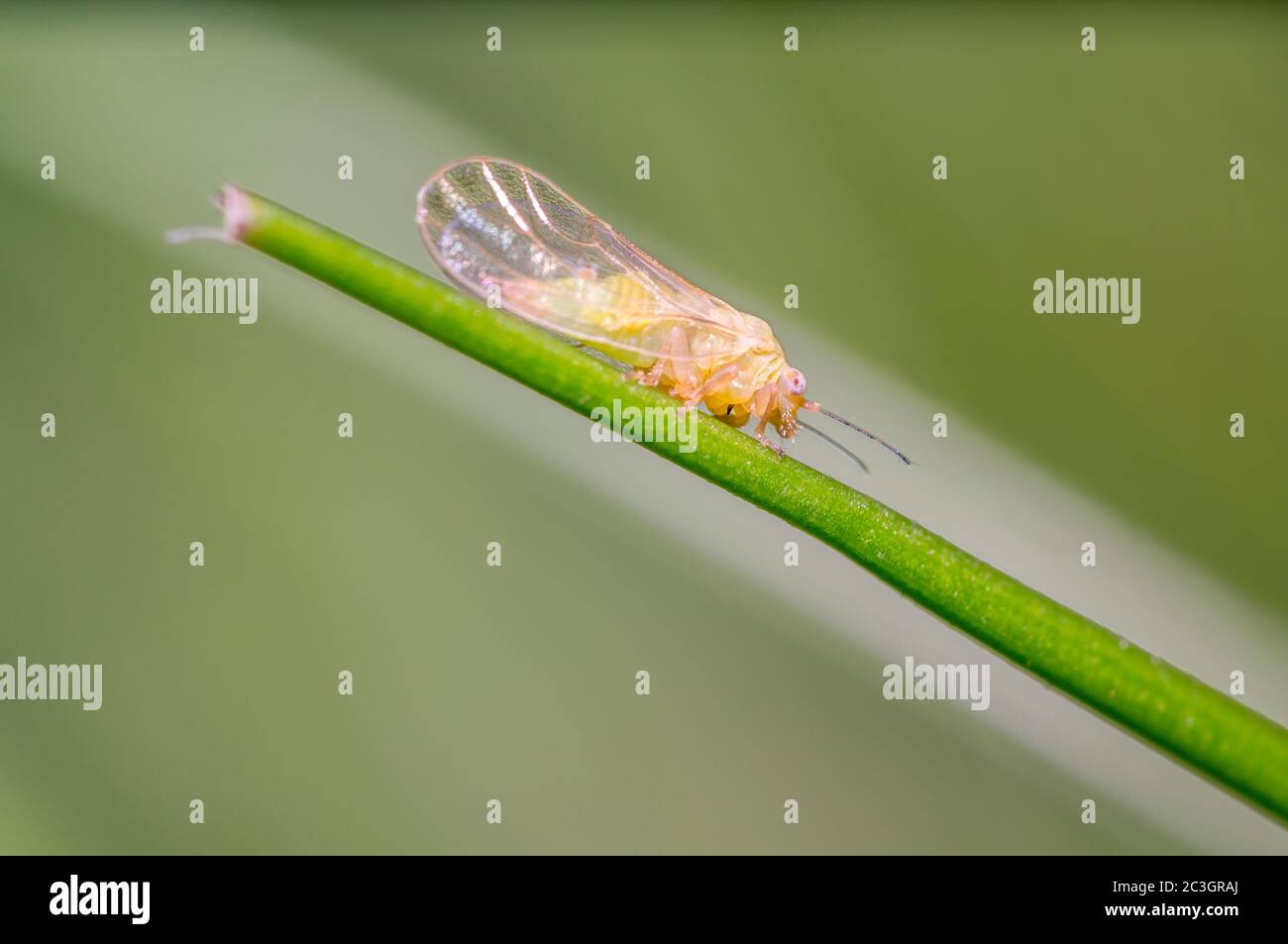 small cicada in the green nature season garden Stock Photo - Alamy