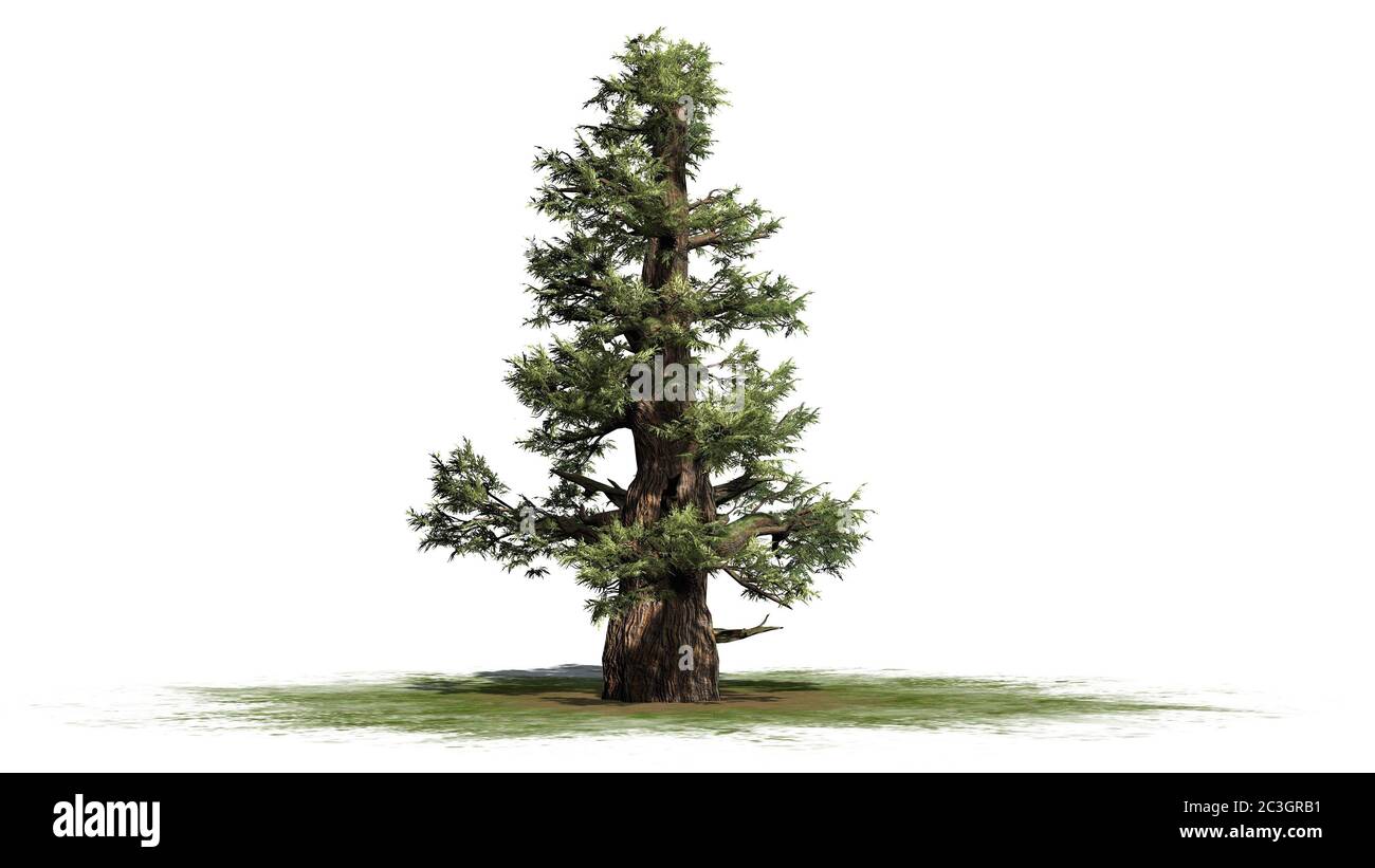 Western Juniper tree on green area - isolated on white background Stock ...