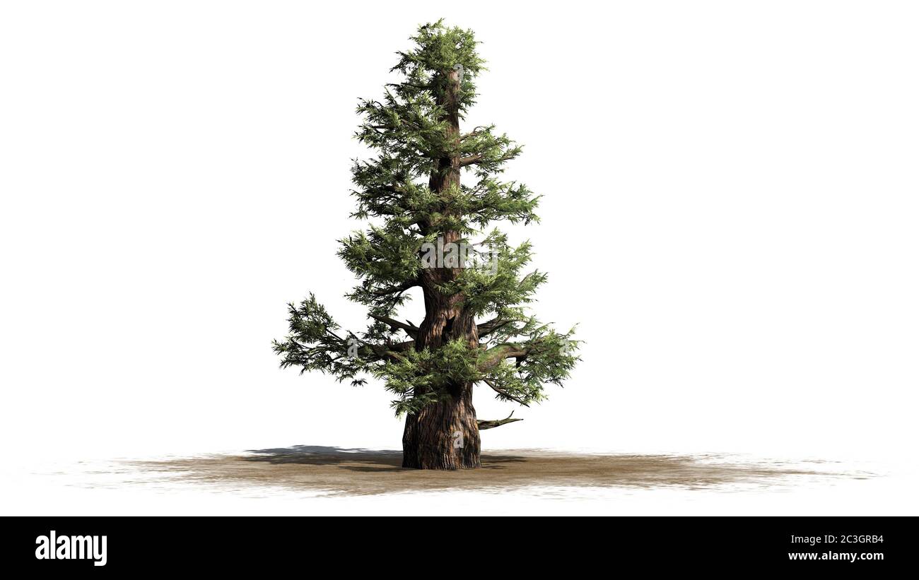 Western Juniper tree - isolated on white background Stock Photo - Alamy