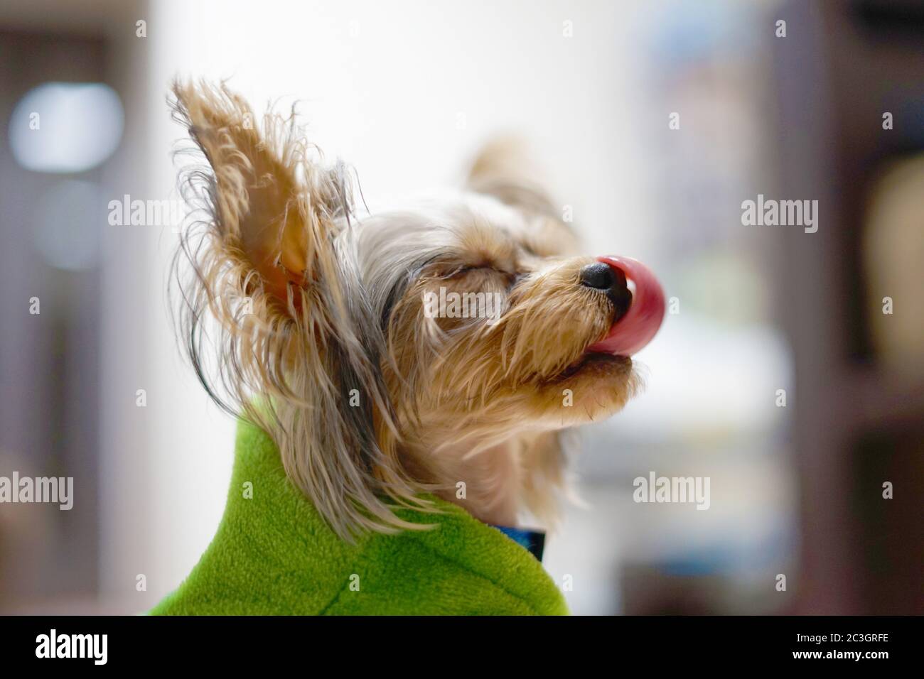 Cute Yorkshire terrier (companion animals Stock Photo - Alamy