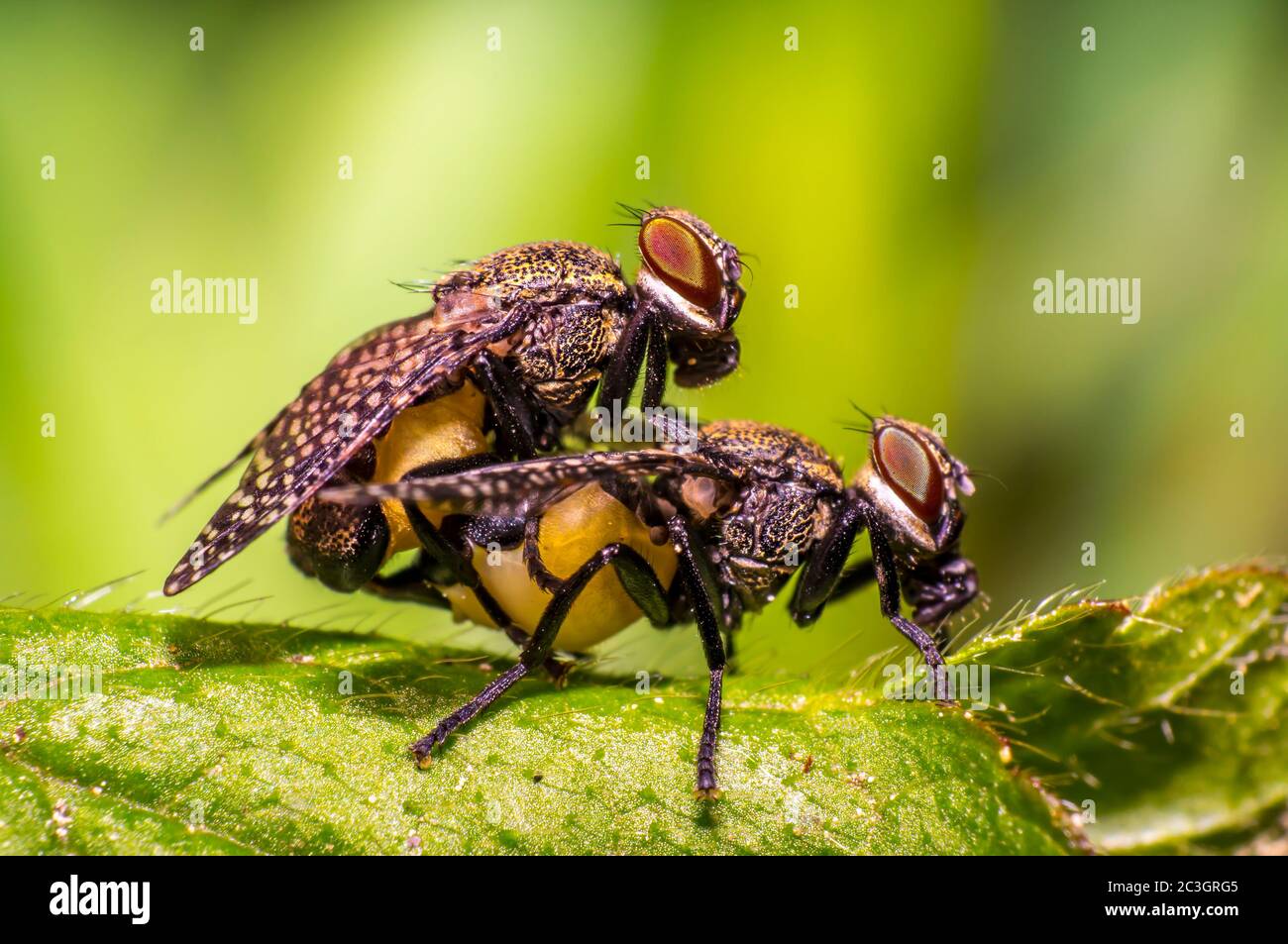 small gas mask fly in mating on green leaf in fresh season nature Stock ...