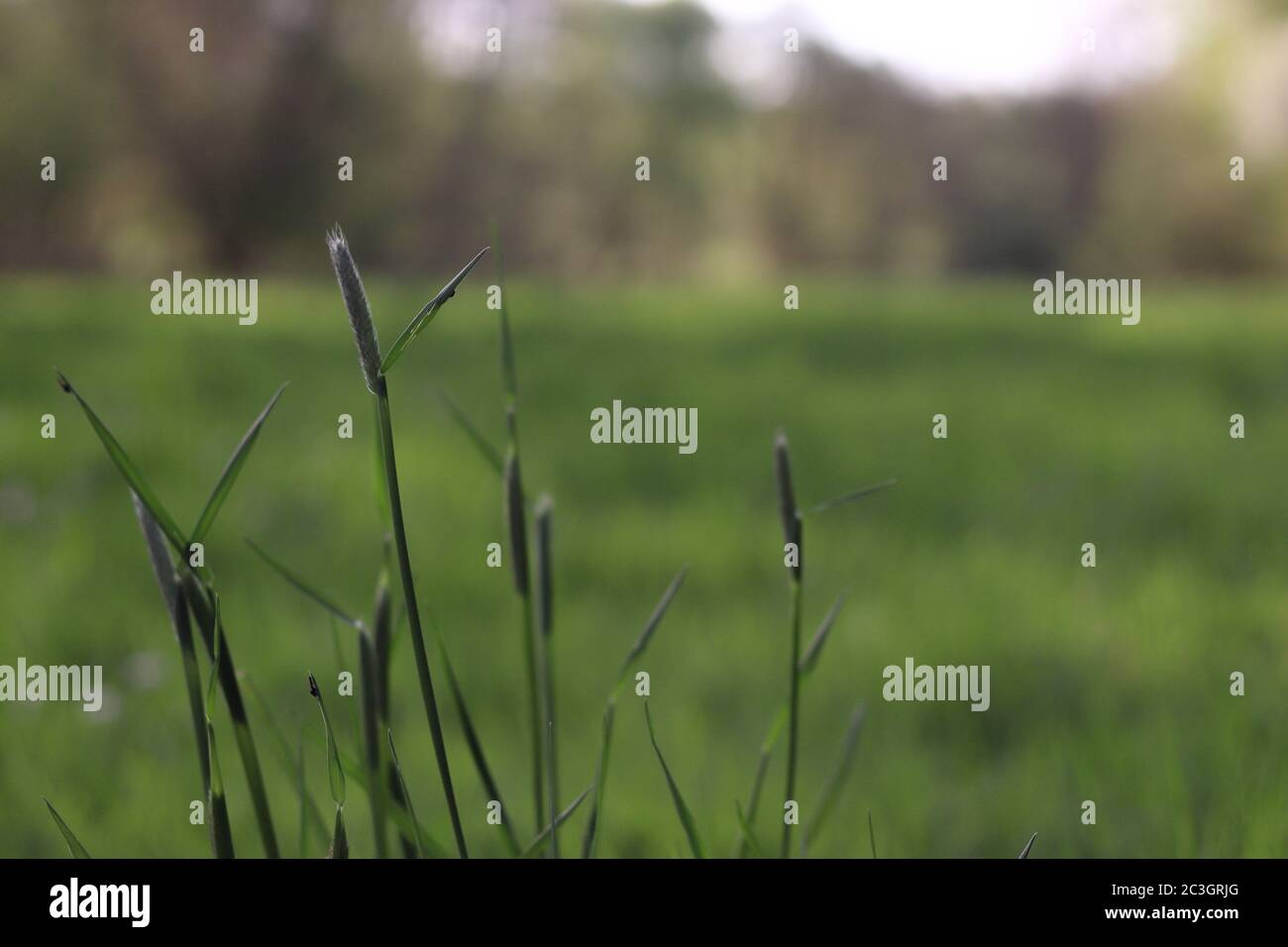 Green field, sweet vernal grass (Anthoxanthum odoratum) Background ...