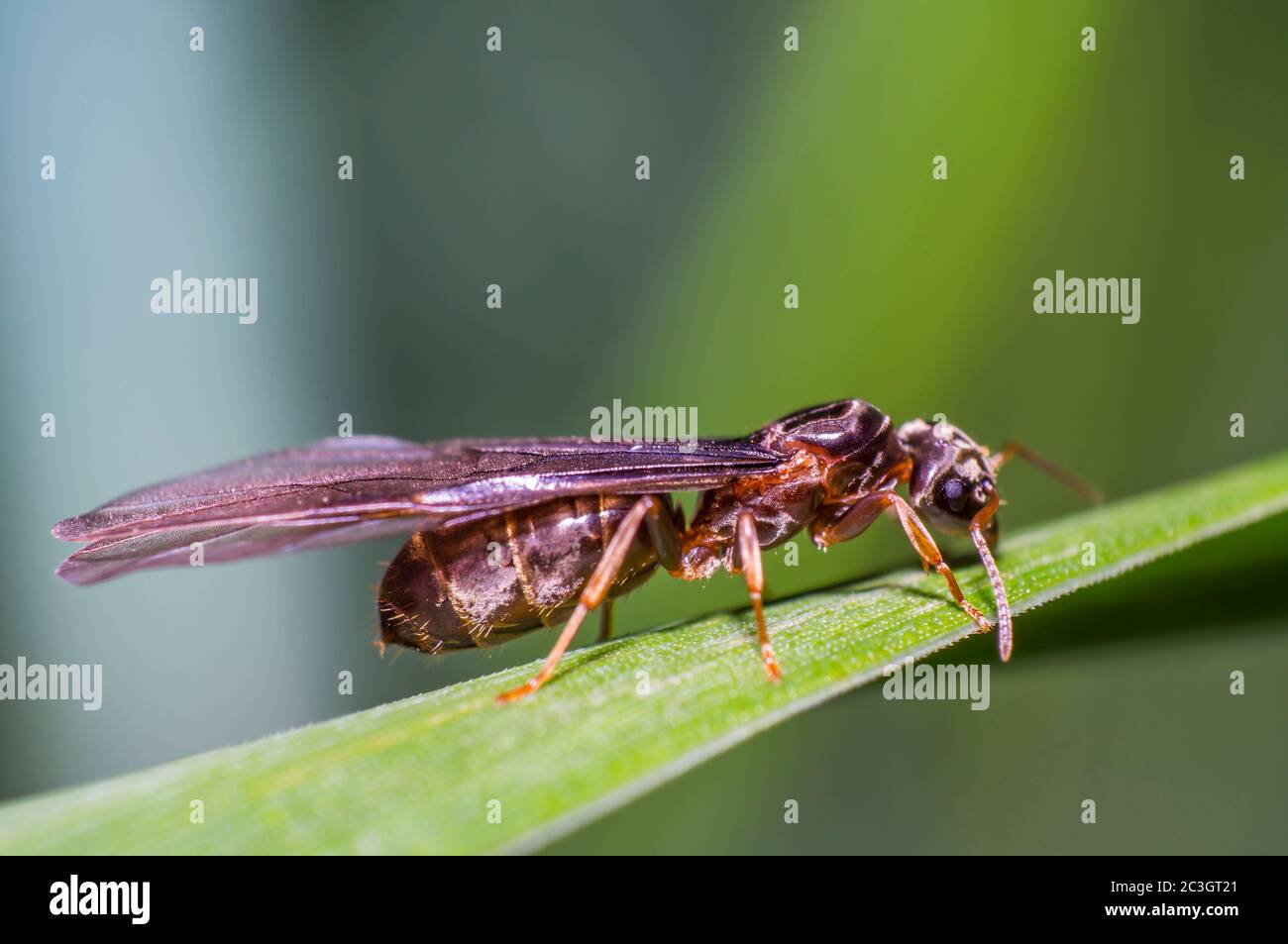 little fly ant on blade of grass Stock Photo - Alamy
