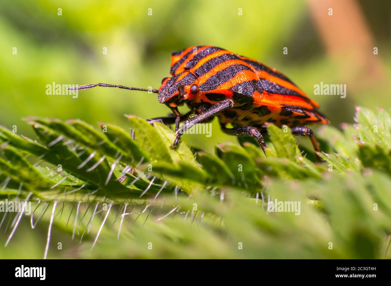 Red black striped bug hi-res stock photography and images - Alamy