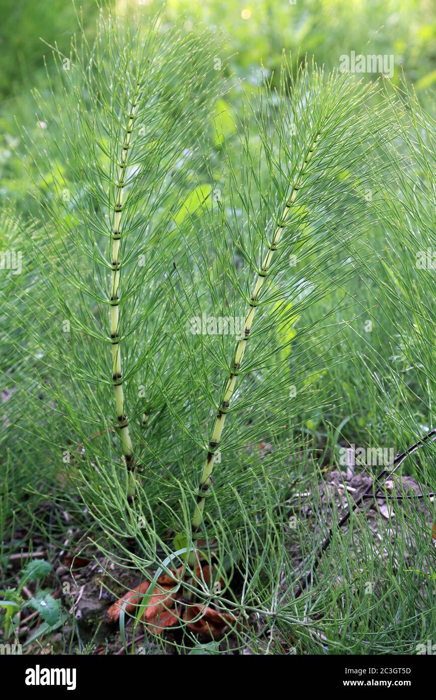 Horsetail or Mare's tail (Equisetum arvense) an invasive deep-rooted ...
