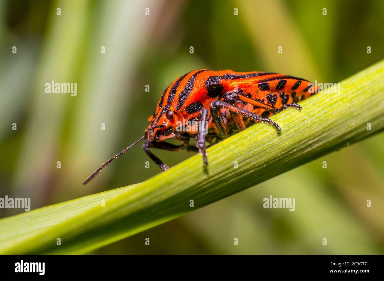 Red black striped bug hi-res stock photography and images - Alamy