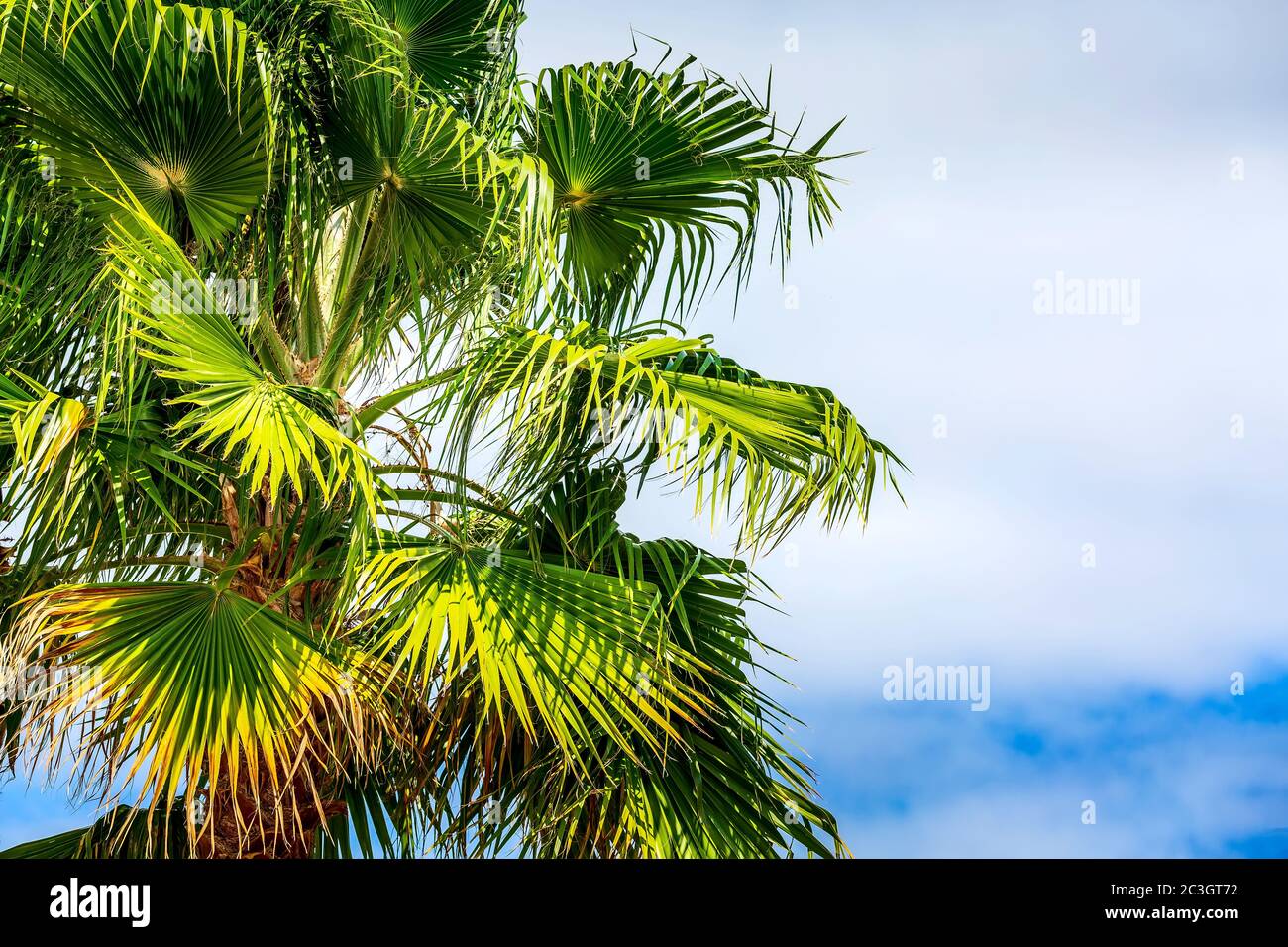 Beautiful blue ocean green trees hi-res stock photography and images ...