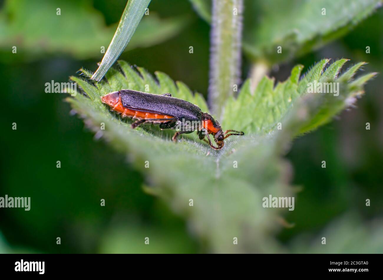 soft beetle on green nettle leaf in the beautiful nature Stock Photo ...