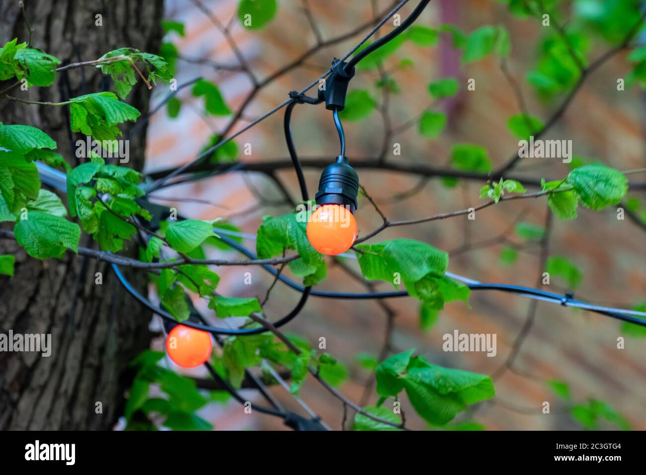 orange bulbs on a wire. decoration light hanging on tree, abstraction ...