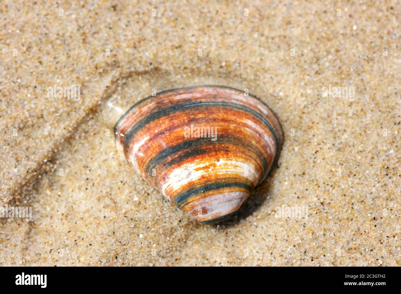 Calcareous shell collecting hi-res stock photography and images - Alamy