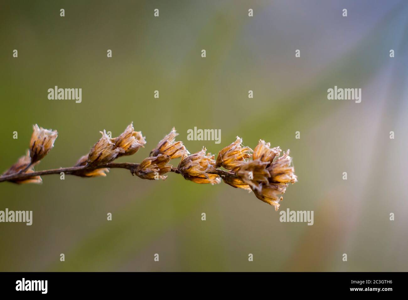 Withered grape hi-res stock photography and images - Alamy