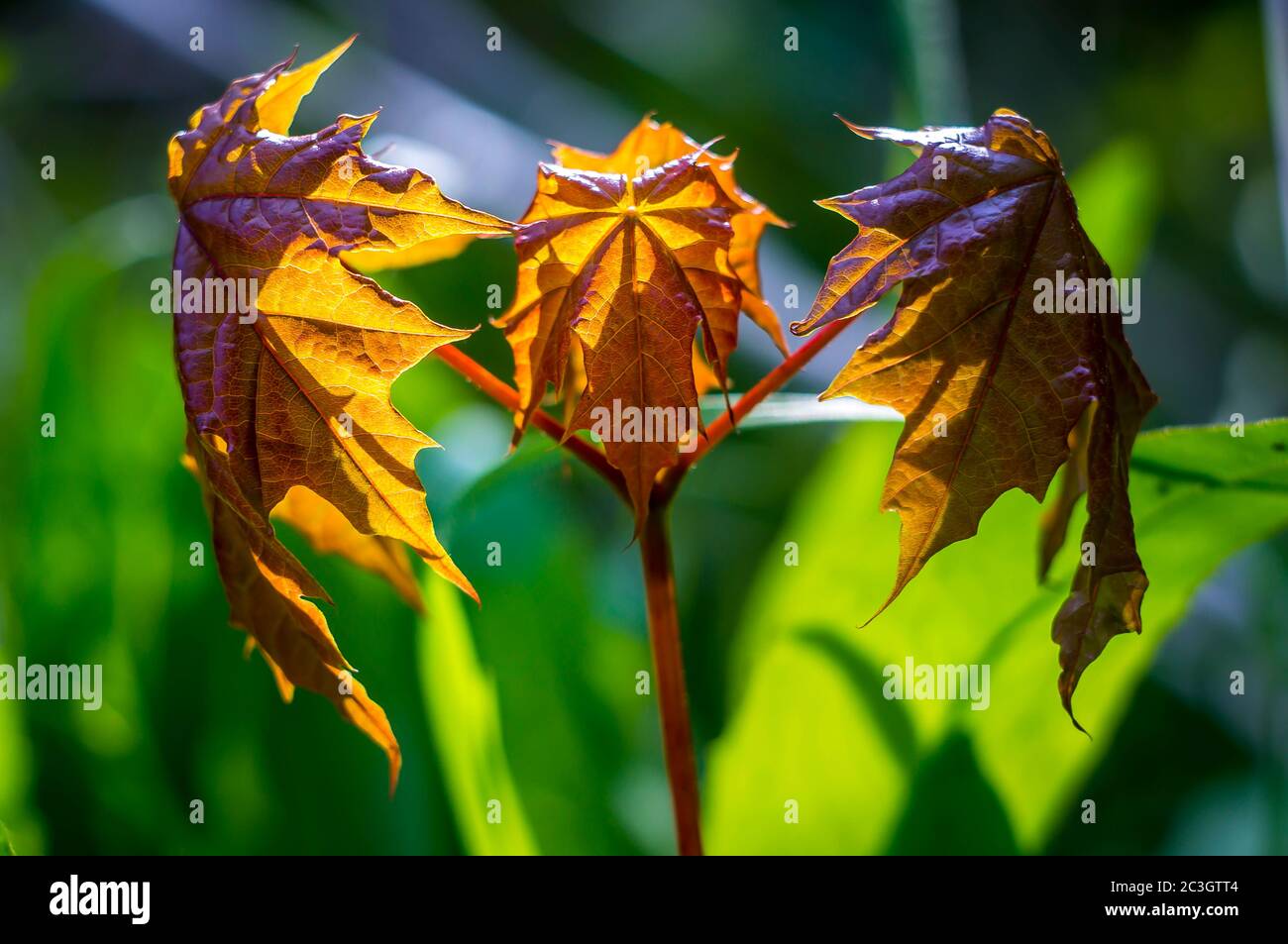 Vine maple growing in forest hi-res stock photography and images - Alamy