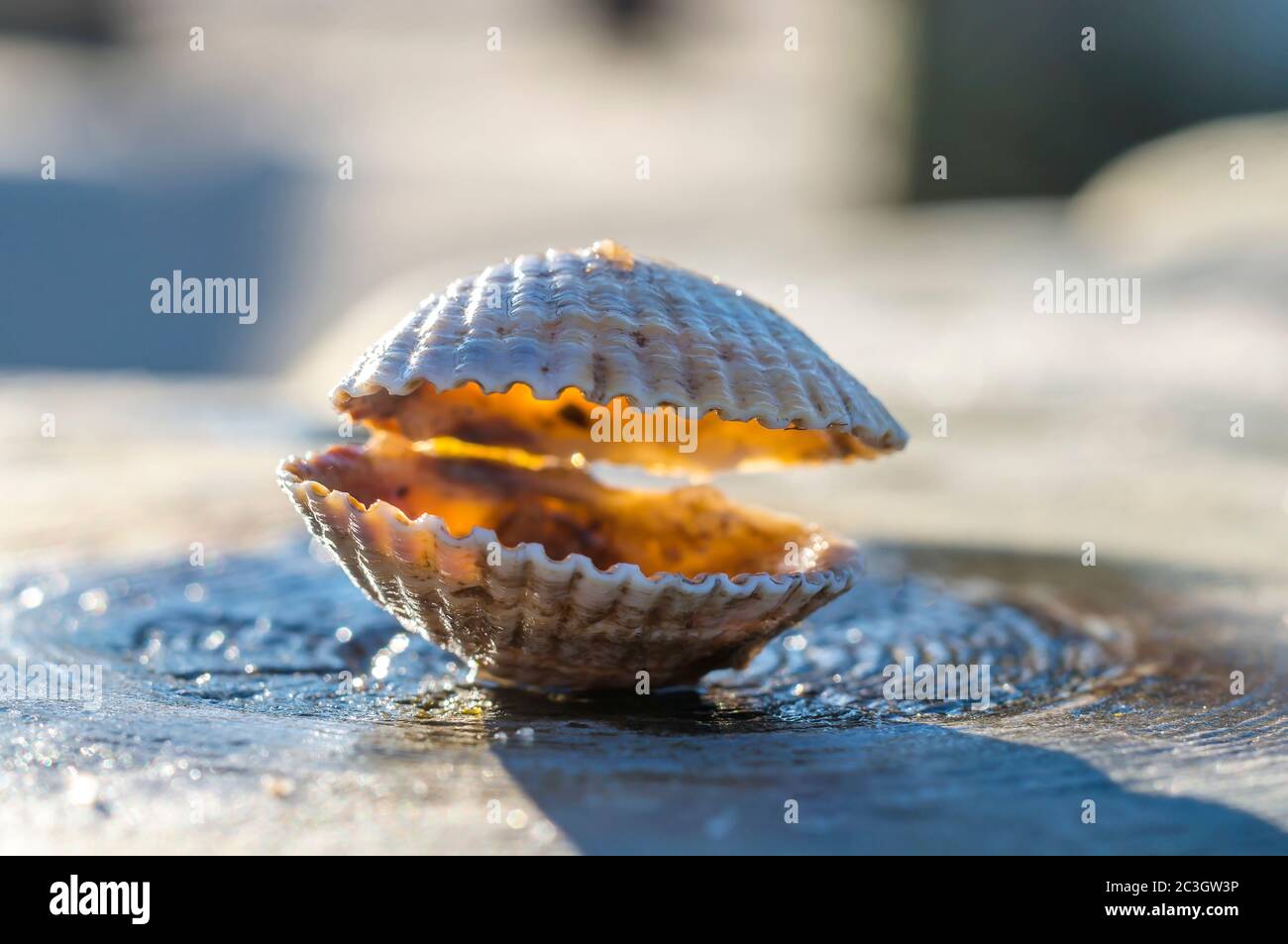 shells on a stage at the baltic beach Stock Photo - Alamy
