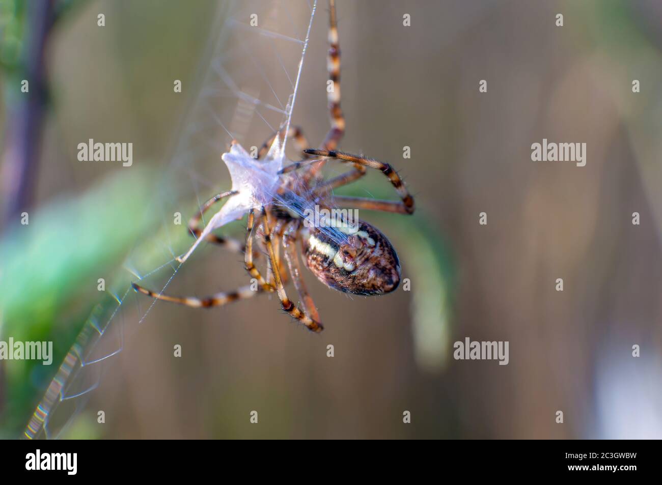 wasp spider while eating Stock Photo - Alamy