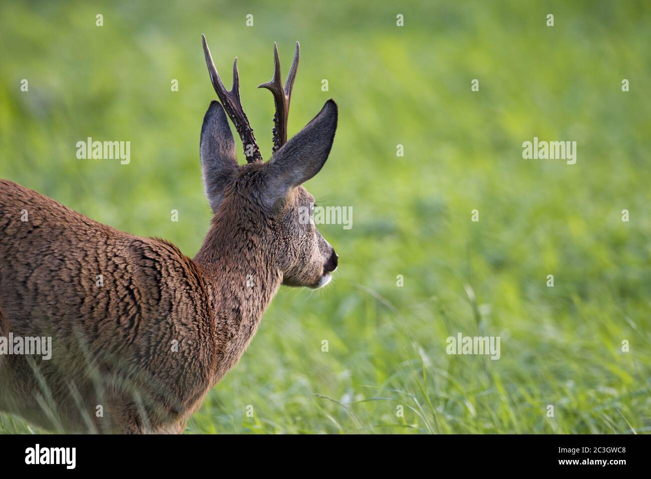 Roebuck in the rut observes a grazing female Roe Deer Stock Photo - Alamy