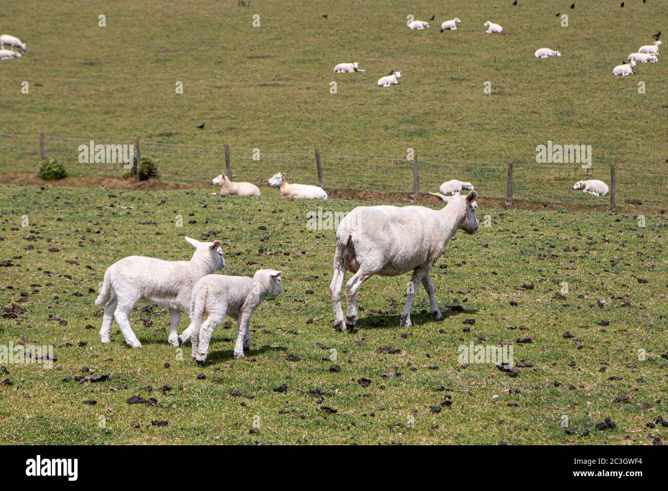Two lambs following their mother Stock Photo - Alamy