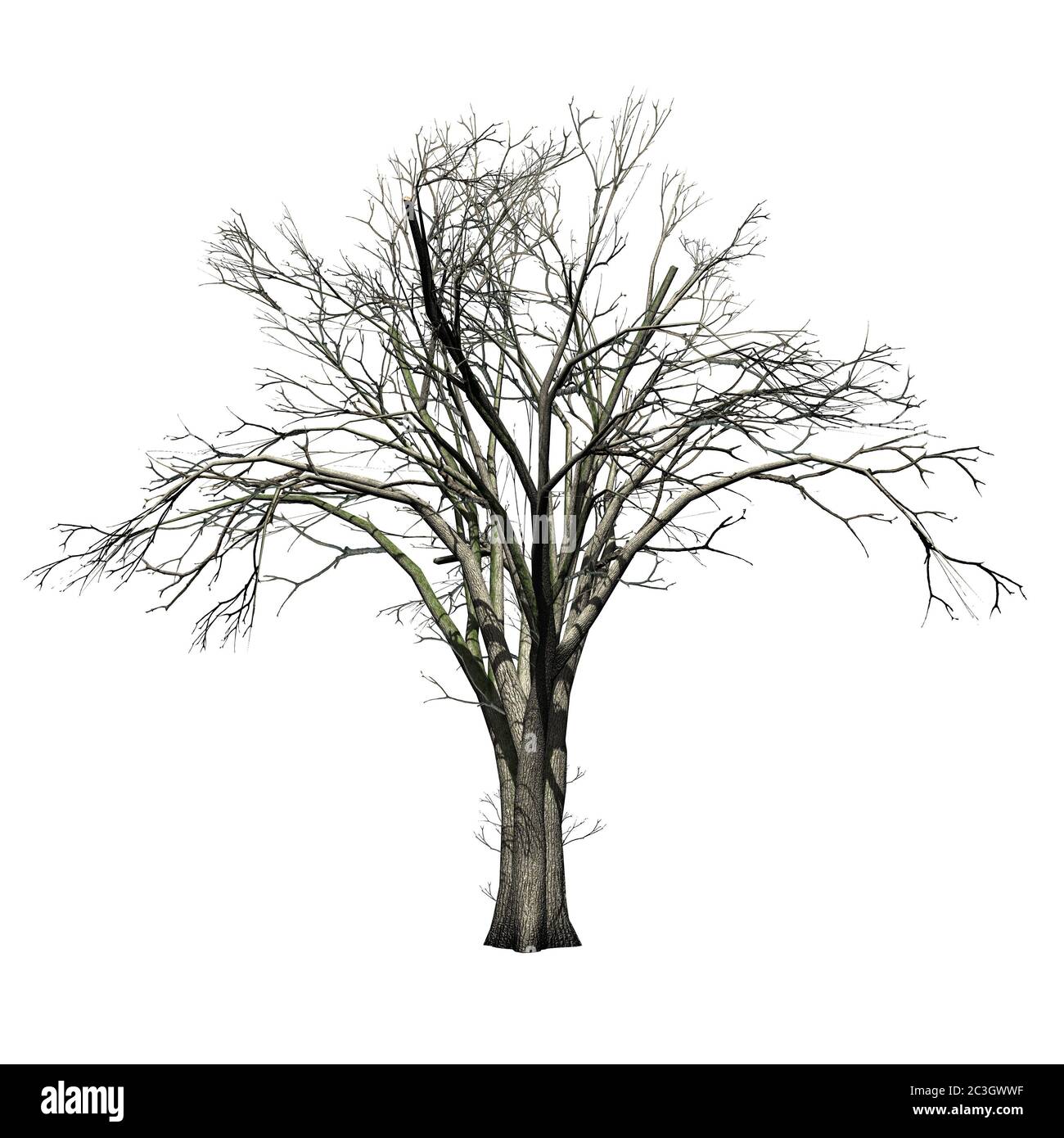 American Elm tree in winter - isolated on white background - 3D ...