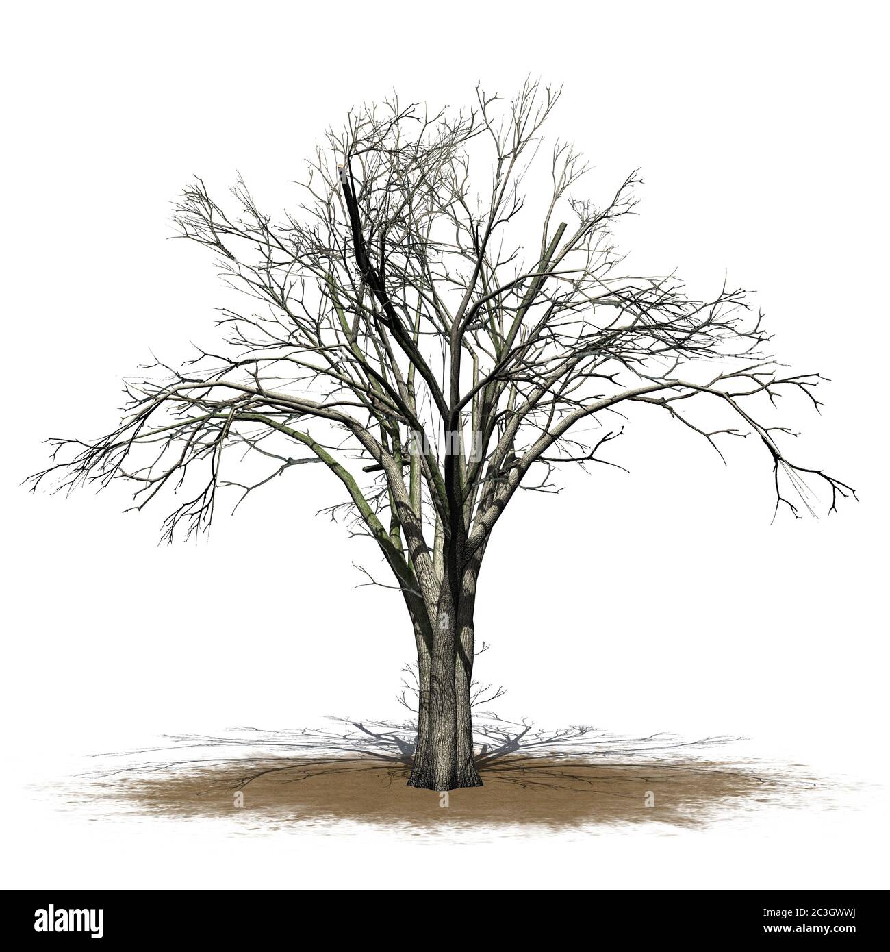 American Elm tree in winter - isolated on white background - 3D ...