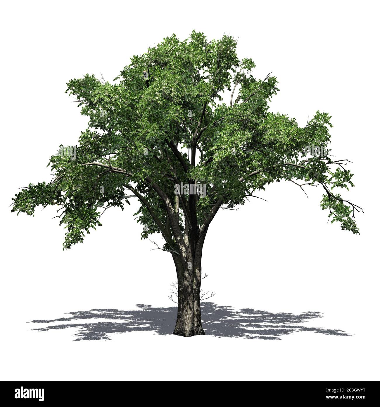 American Elm tree with shadow on the floor - isolated on white ...