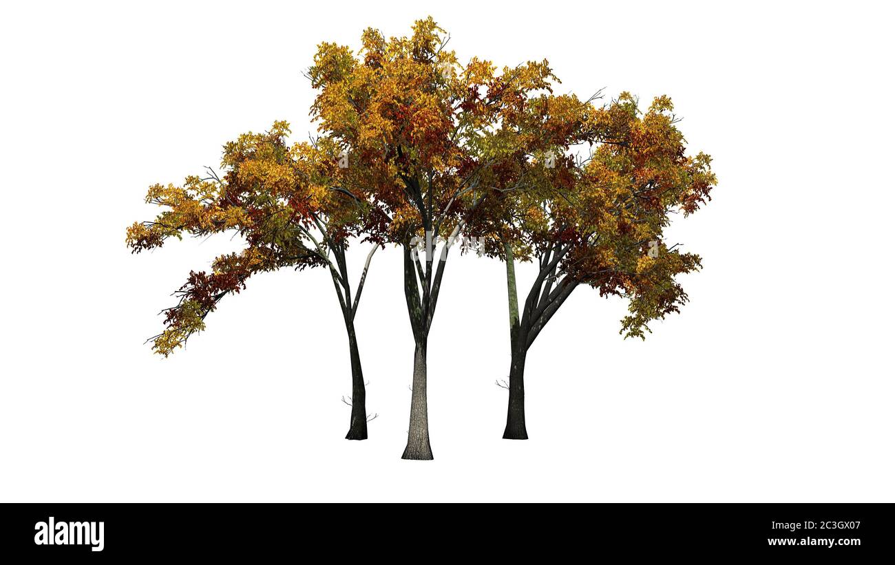 American elm trees hi-res stock photography and images - Alamy