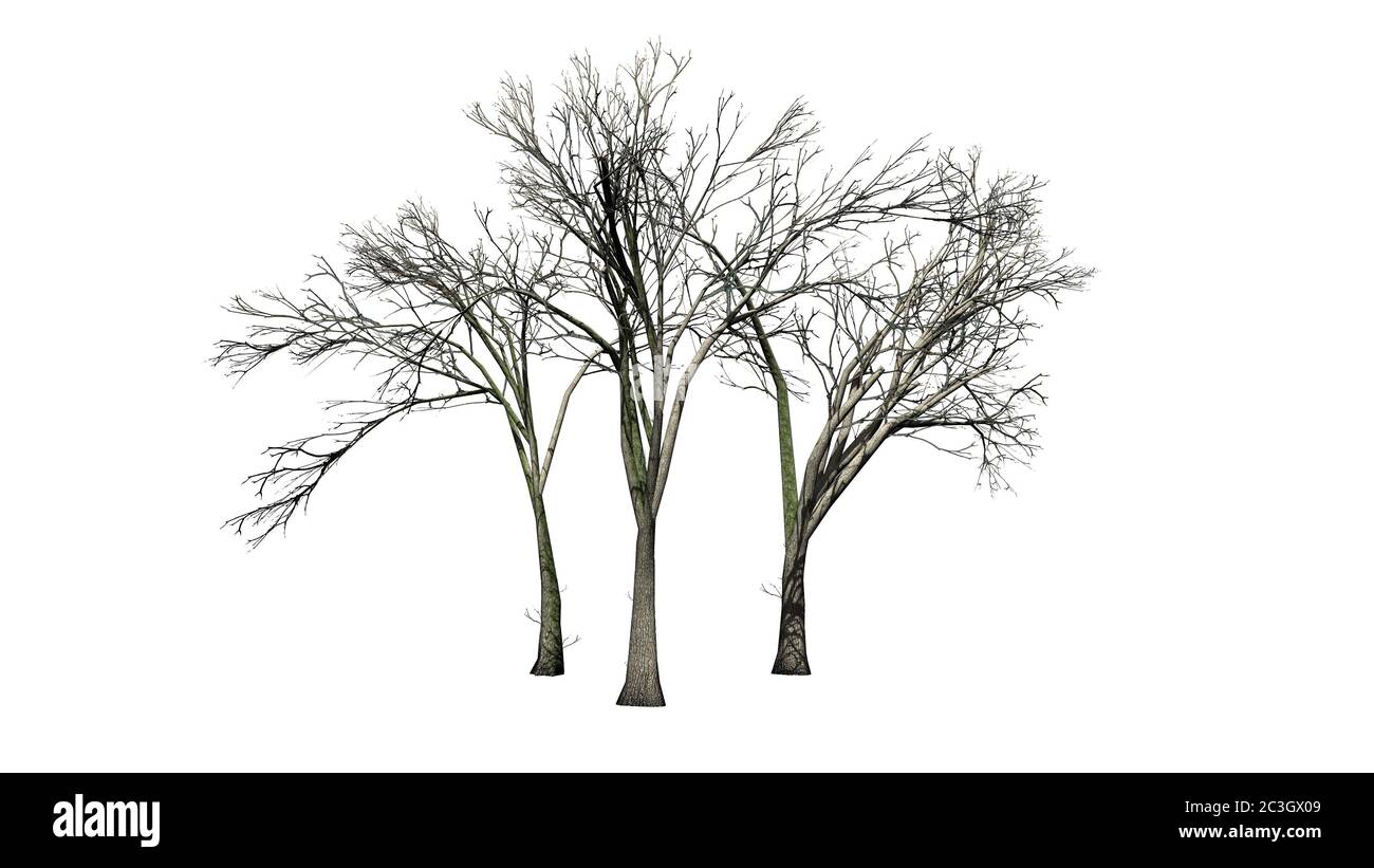 single American Elm tree in winter - isolated on white background - 3D ...