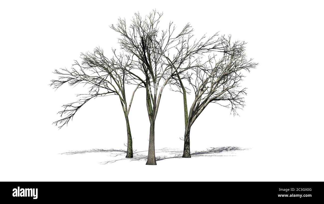 American Elm trees in winter with shadow on the floor - isolated on ...