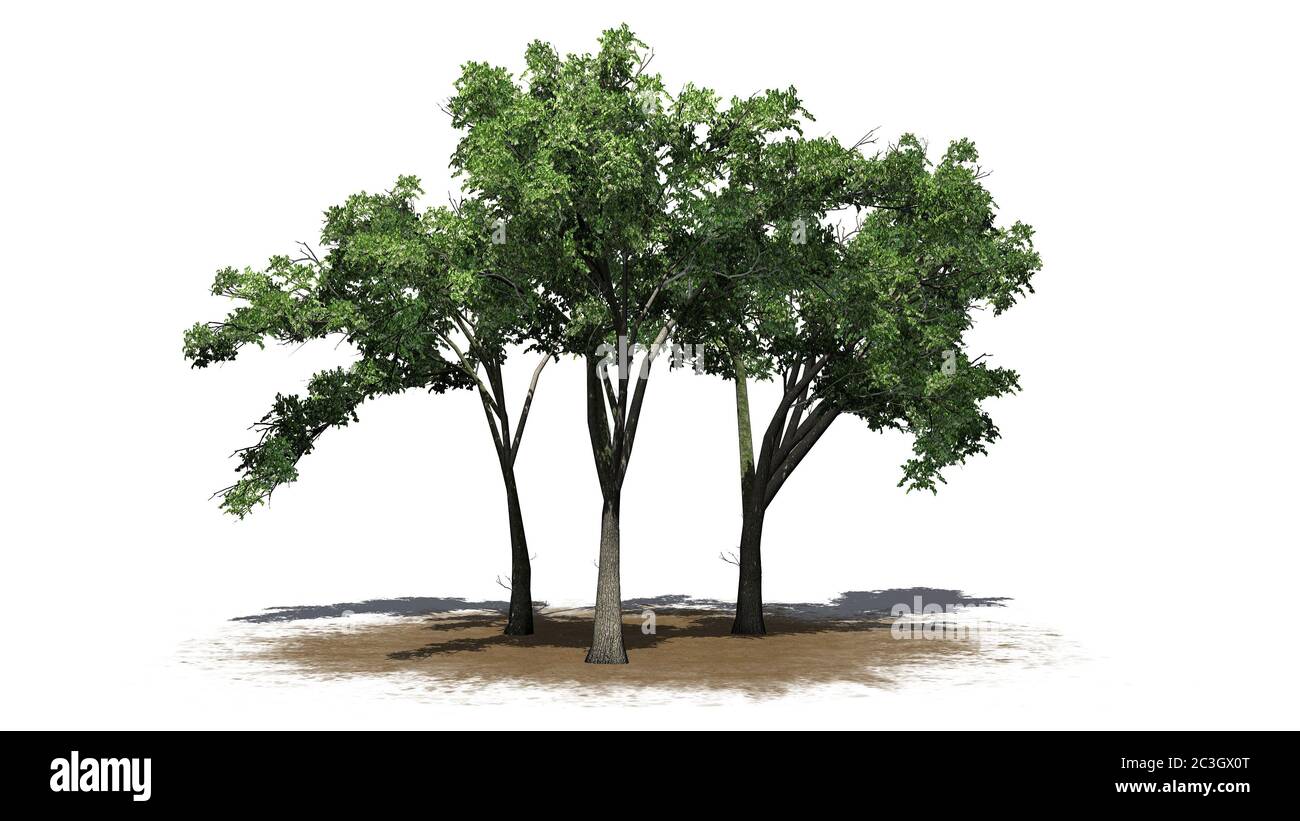 single American Elm tree on a sand area - isolated on white background ...
