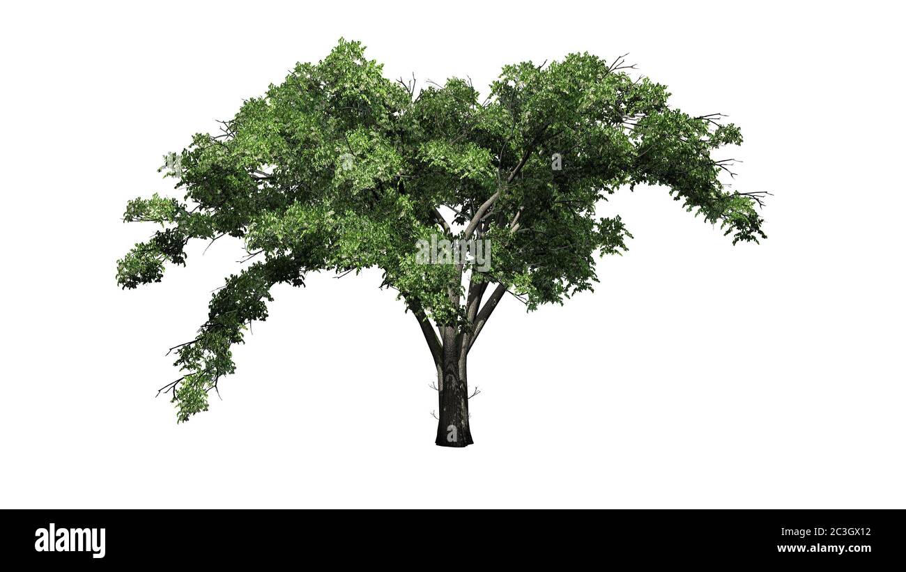 single American Elm tree - isolated on white background - 3D ...