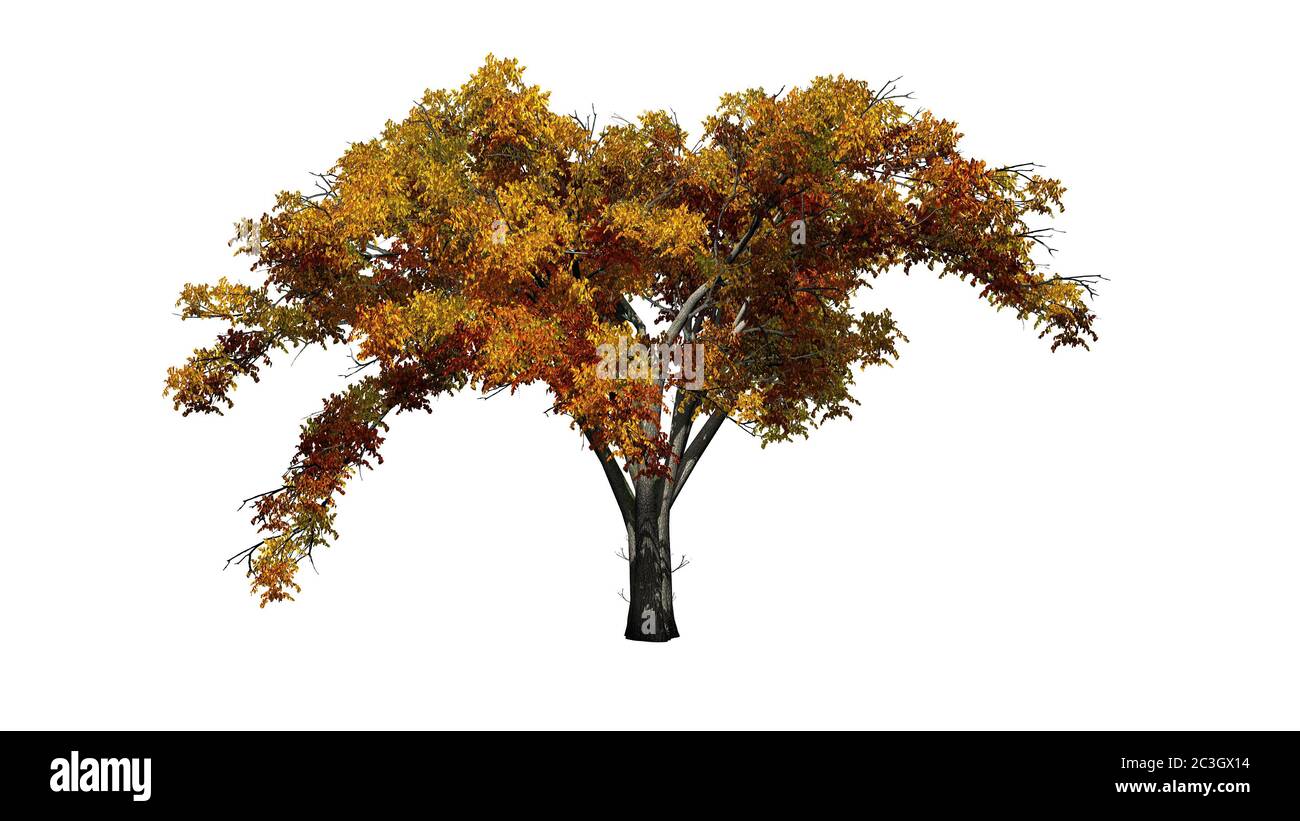 single American Elm tree in autumn - isolated on white background 3D ...