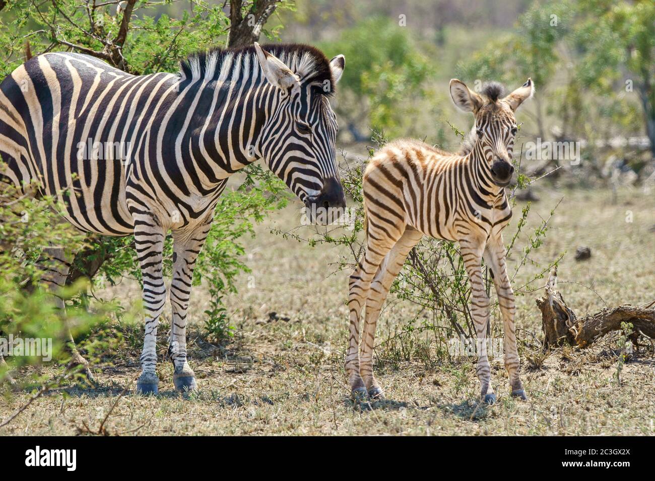 Zebra surrounded by trees hi-res stock photography and images - Alamy