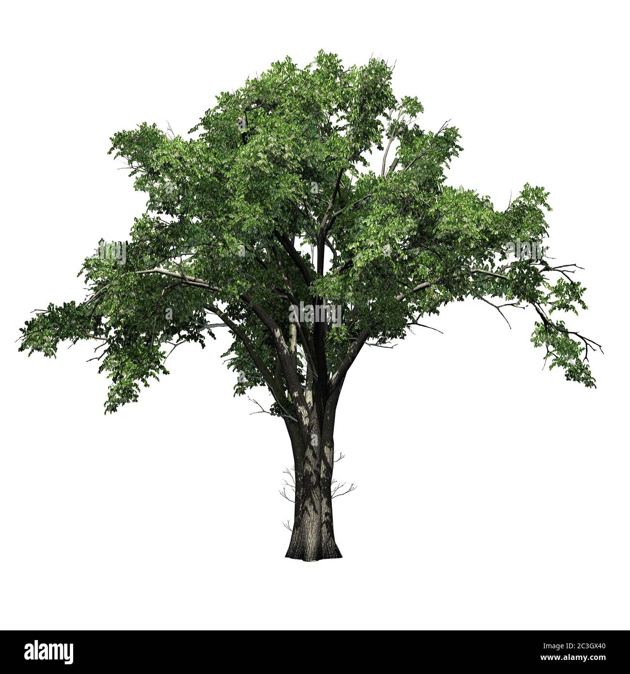 Elm tree illustration Cut Out Stock Images & Pictures - Alamy