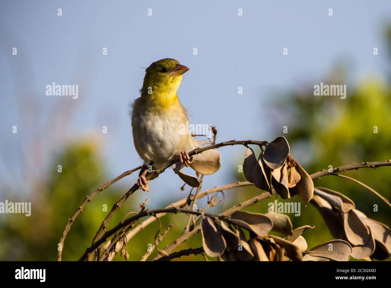 Female weaver hi-res stock photography and images - Alamy