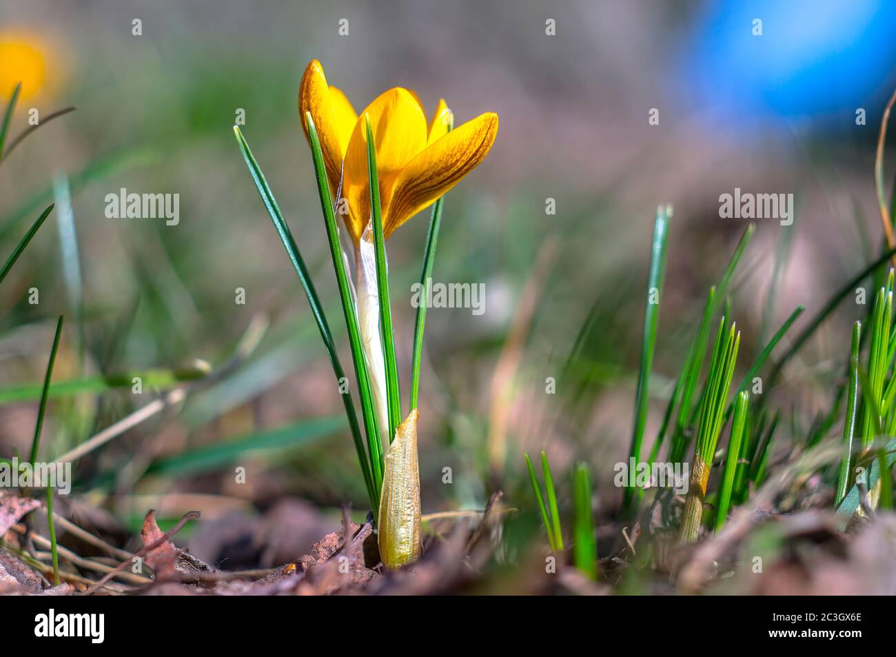 yellow blue crocus in spring season garden Stock Photo - Alamy