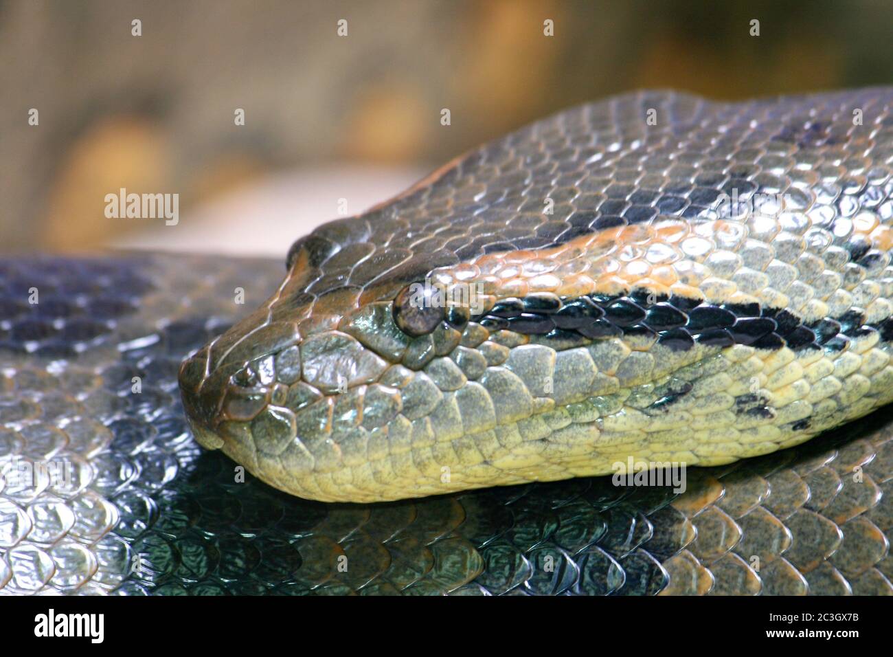 Serpentes hi-res stock photography and images - Alamy