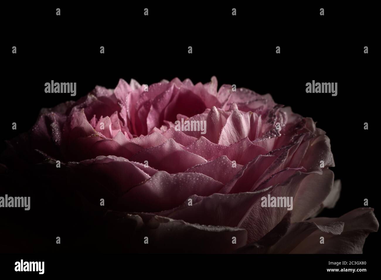 Pretty Pink rose on a black background Stock Photo - Alamy