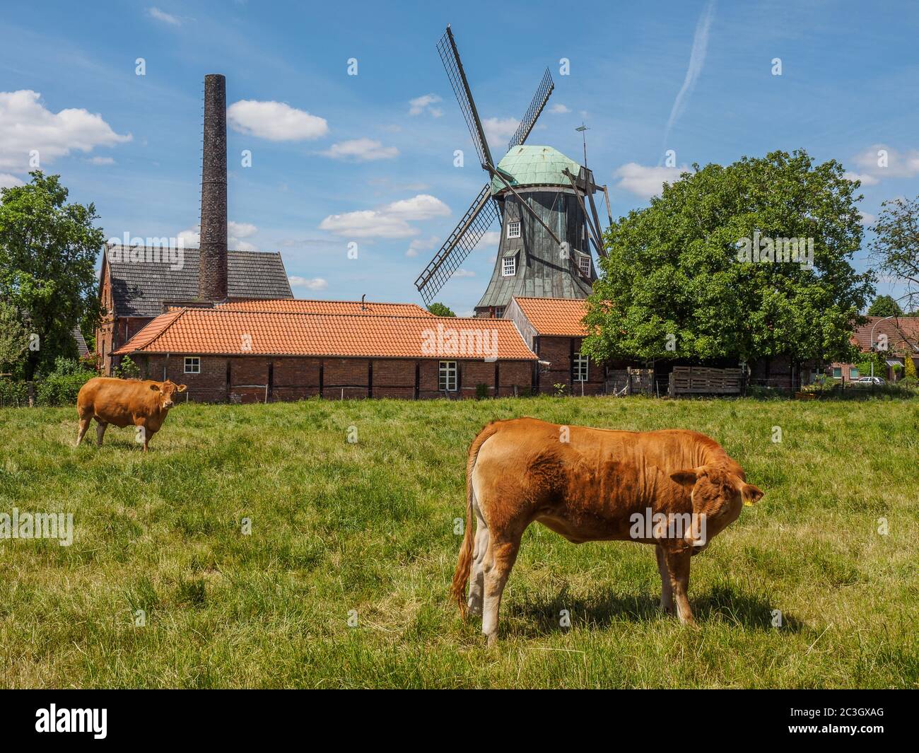 cow and mill Stock Photo - Alamy