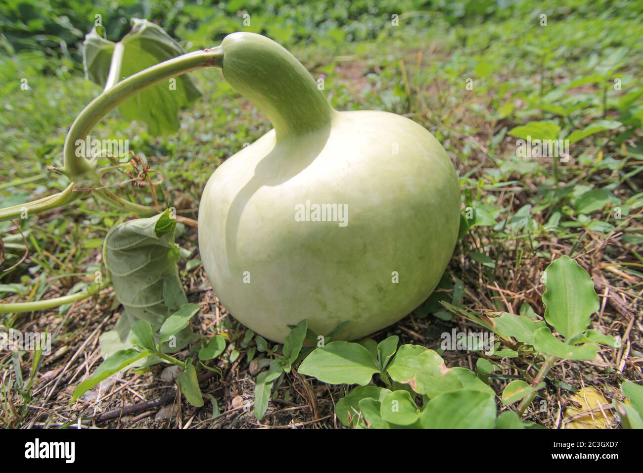 Bottle gourd field hi-res stock photography and images - Alamy