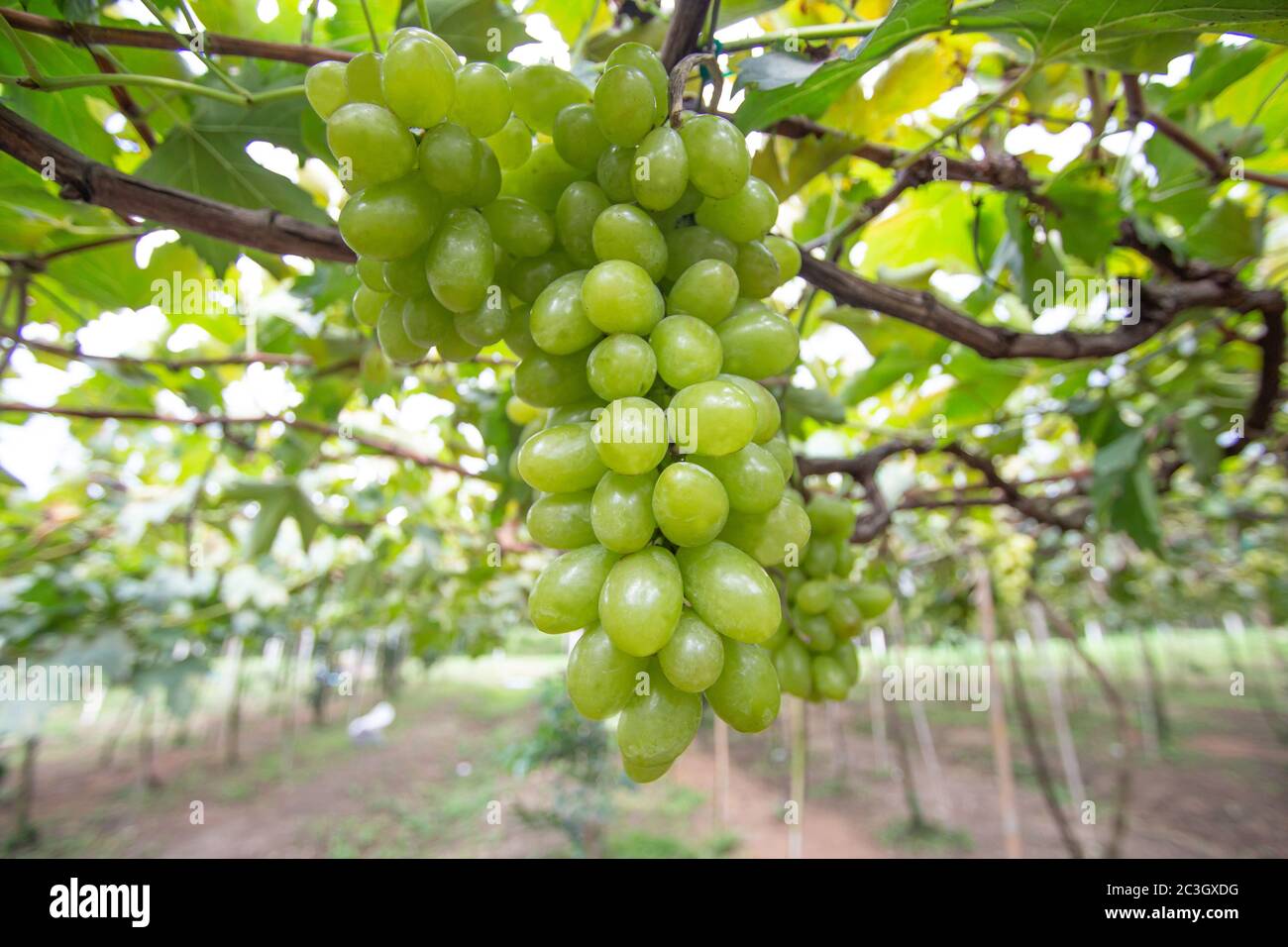 bunch of green grapes in vineyard Stock Photo - Alamy