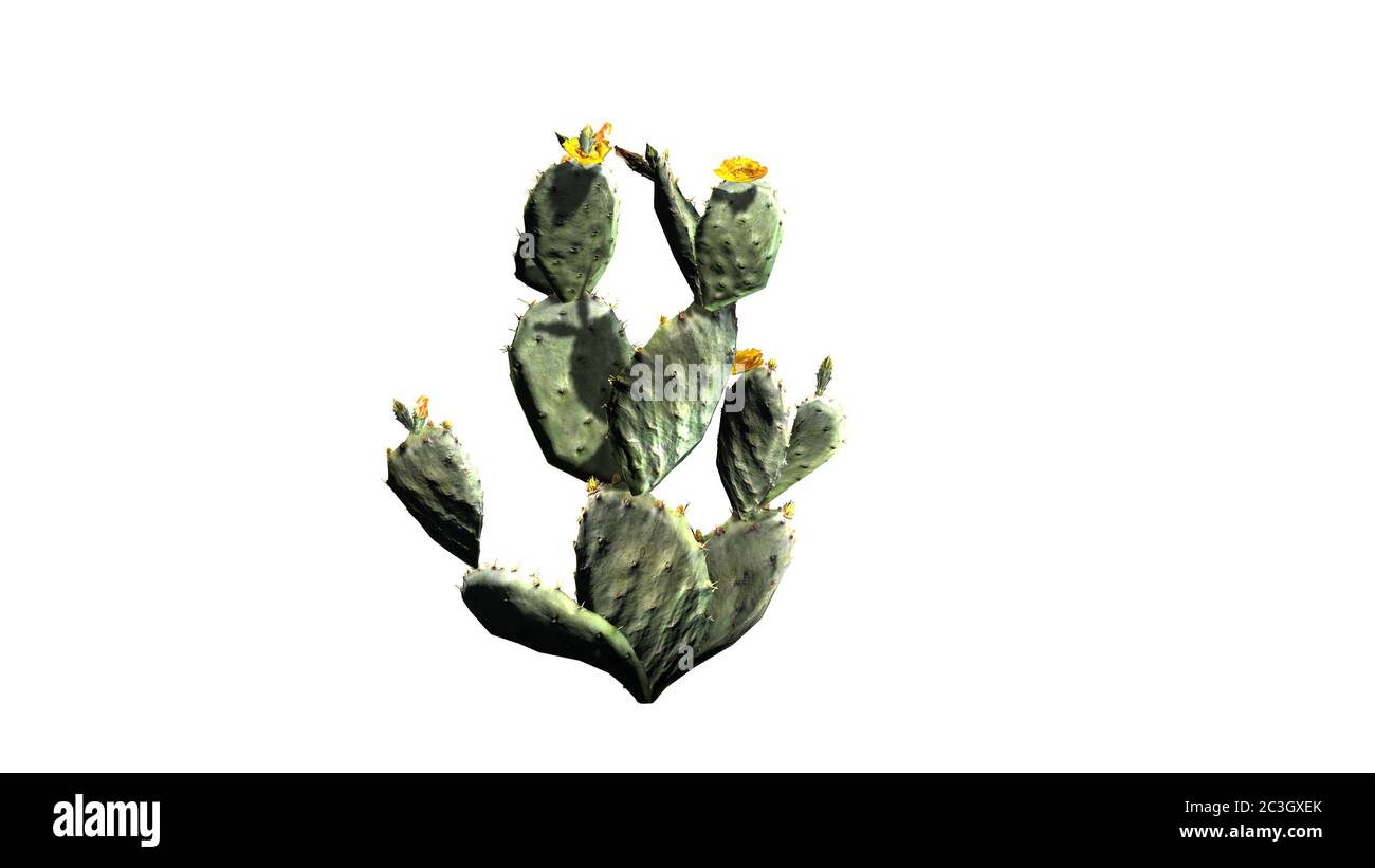 Yellow spring cactus Cut Out Stock Images & Pictures - Alamy