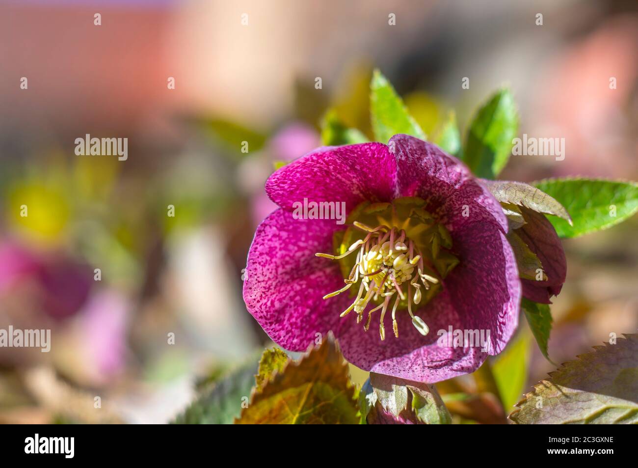 fresh spring flower easter blossom in my season garden Stock Photo - Alamy